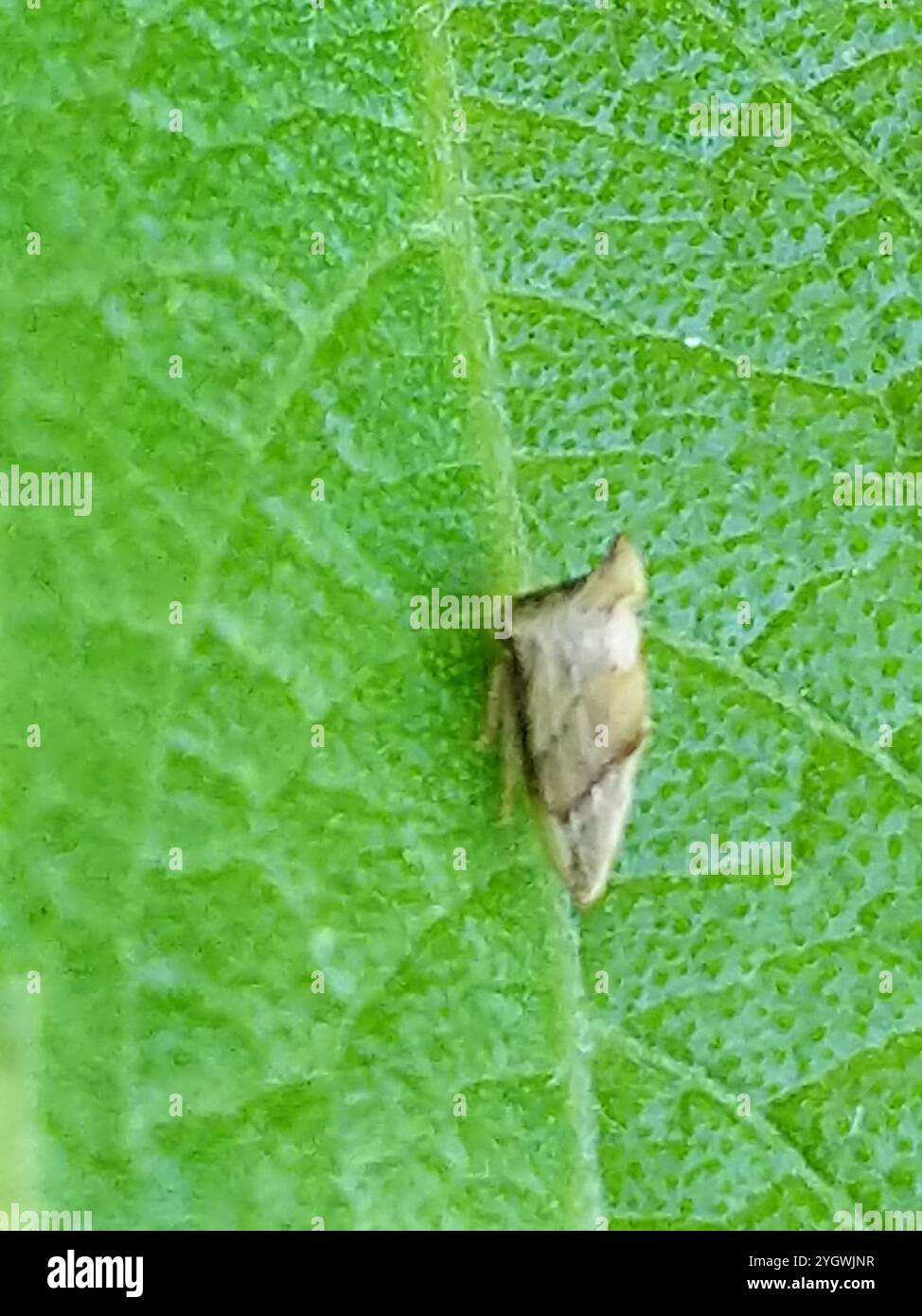 Keeled treehopper hi-res stock photography and images - Alamy