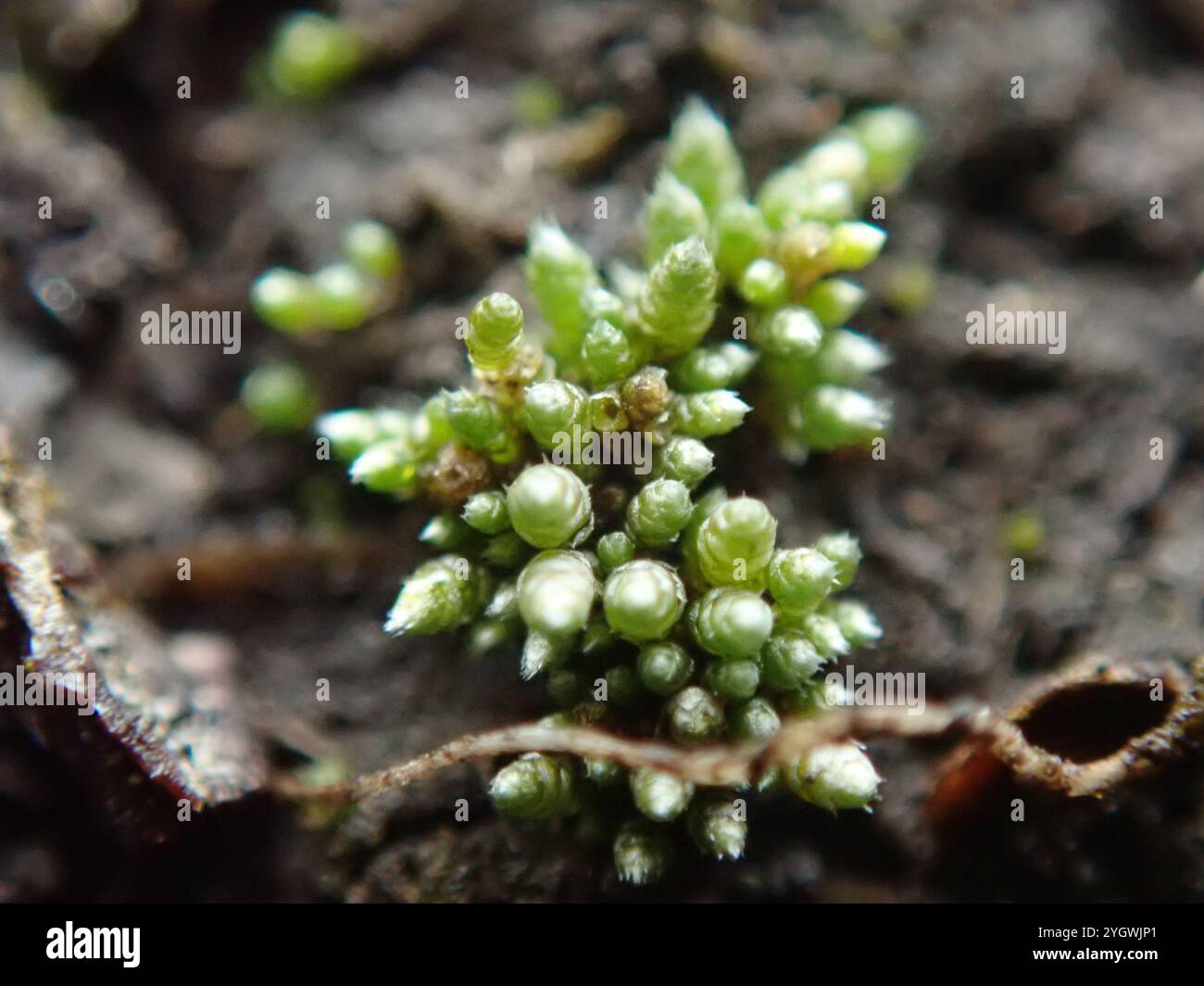 Silvery bryum hi-res stock photography and images - Alamy