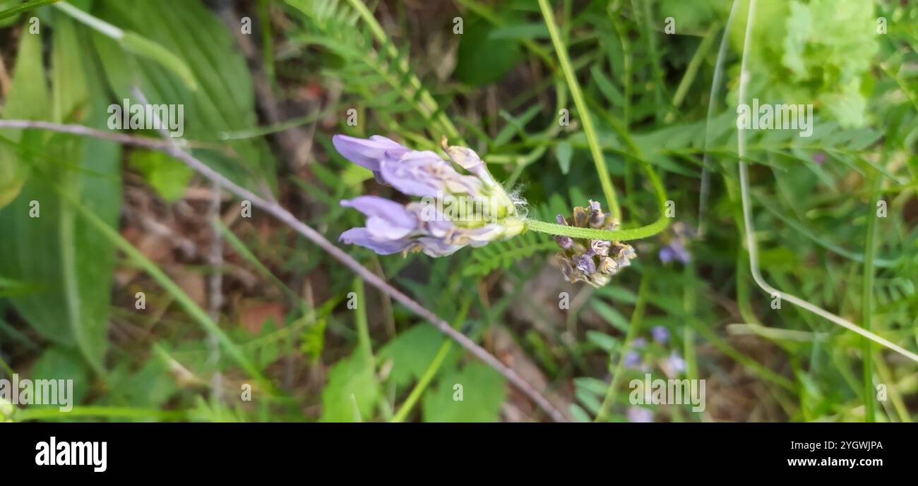 Purple Milk-vetch (Astragalus danicus Stock Photo - Alamy