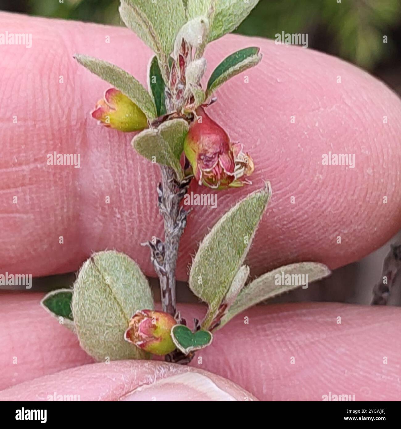 Common Cotoneaster (Cotoneaster integerrimus Stock Photo - Alamy