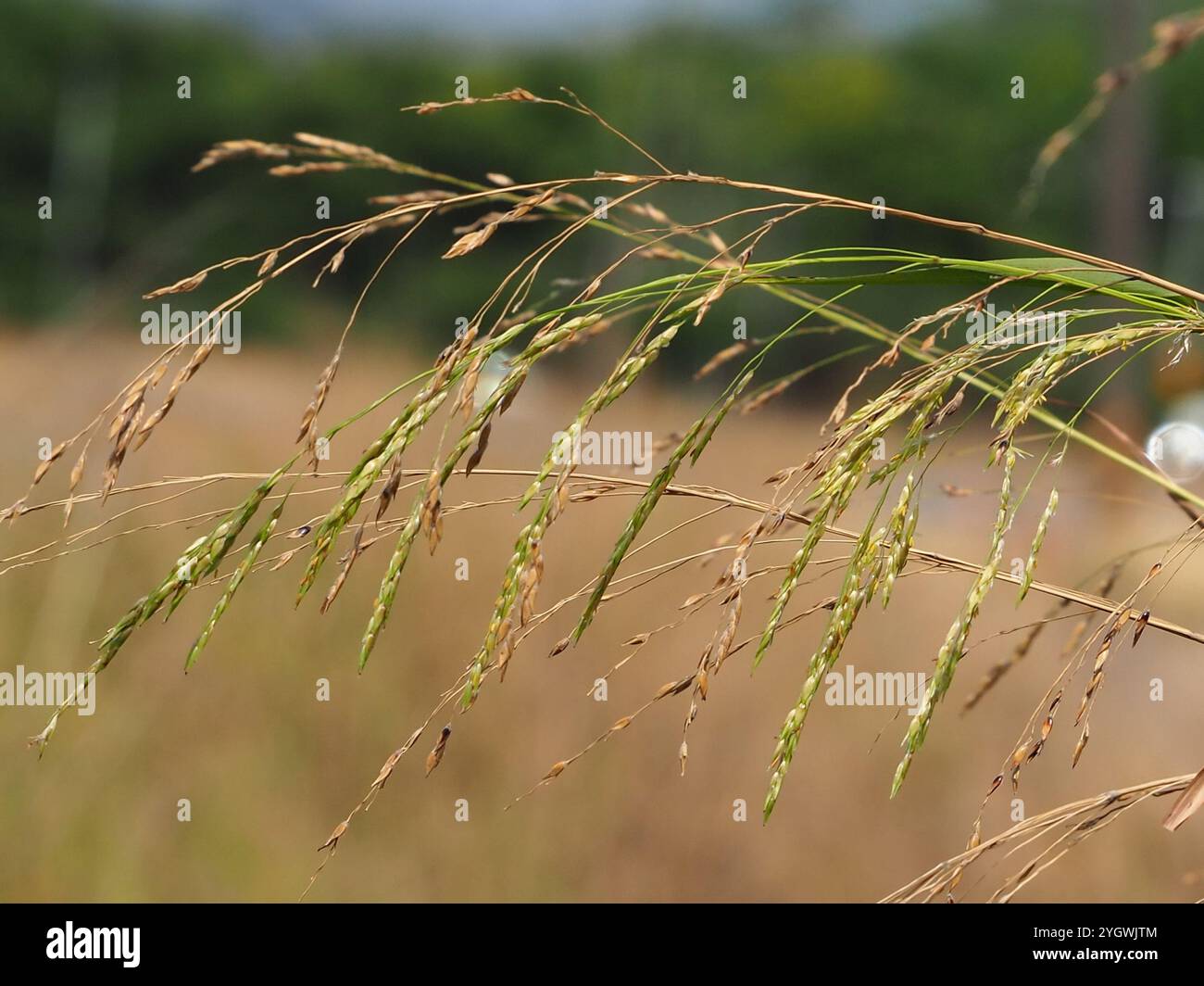 Wild Sorghum (Sorghum bicolor verticilliflorum Stock Photo - Alamy