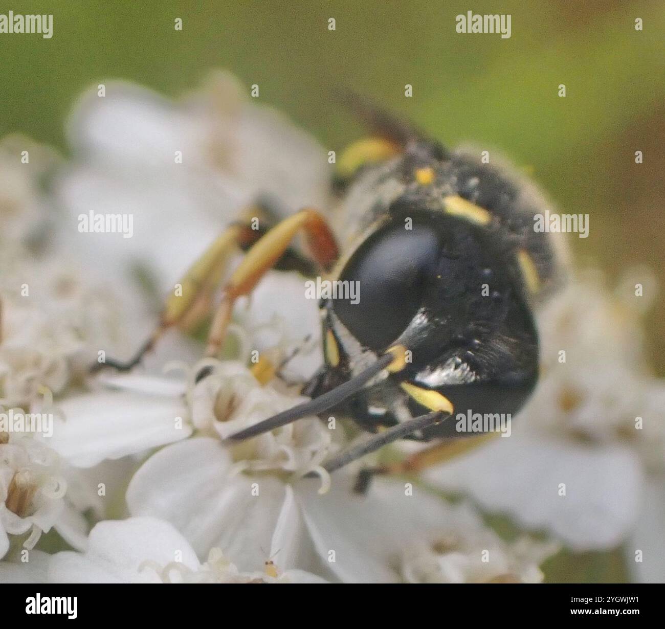 Common Ectemnius (Ectemnius continuus Stock Photo - Alamy