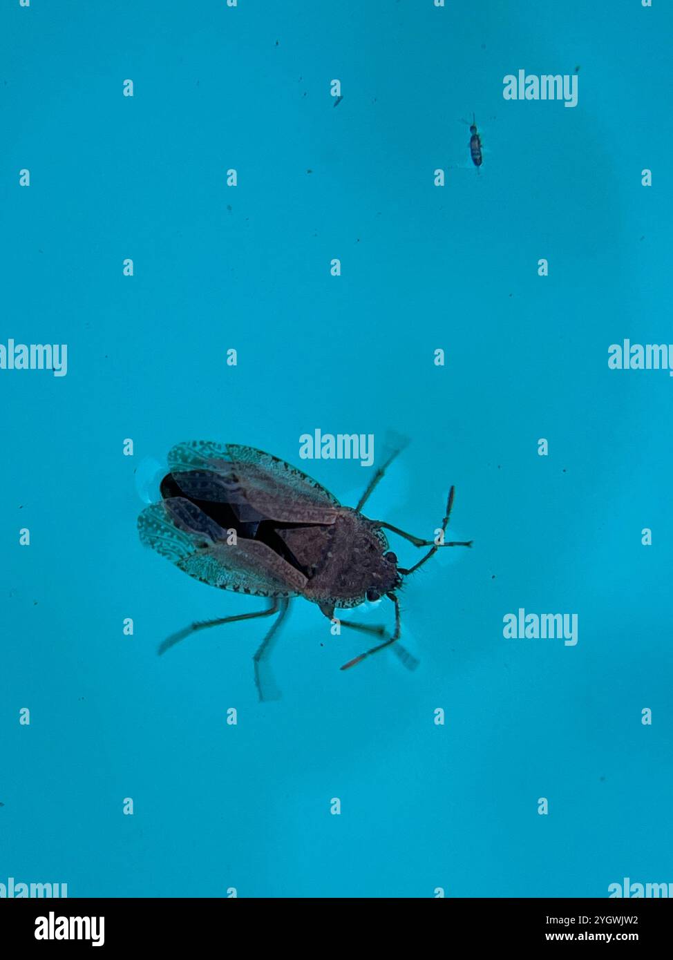 Vicarius hi-res stock photography and images - Alamy