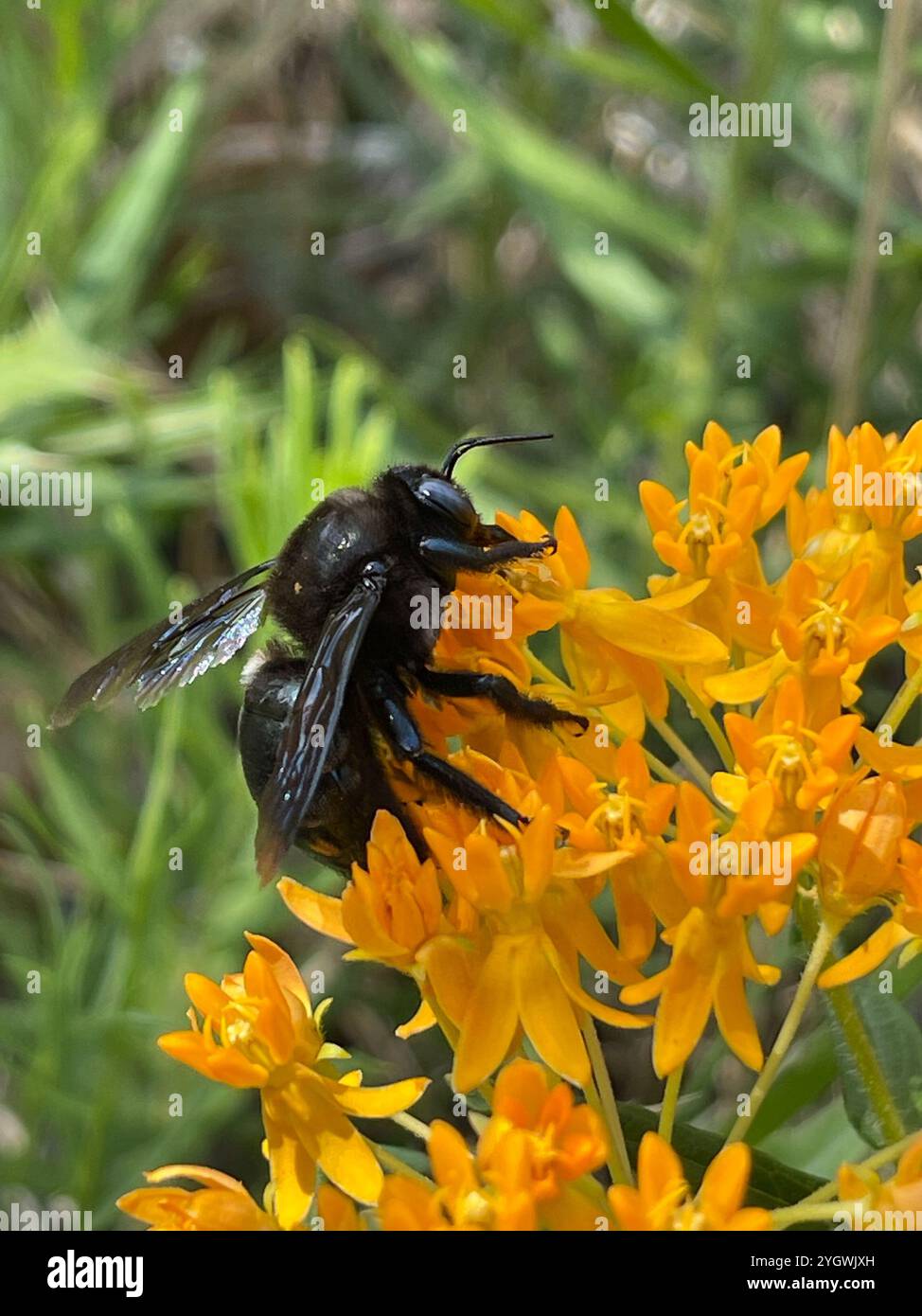 Arizona Carpenter Bee (Xylocopa californica arizonensis Stock Photo - Alamy
