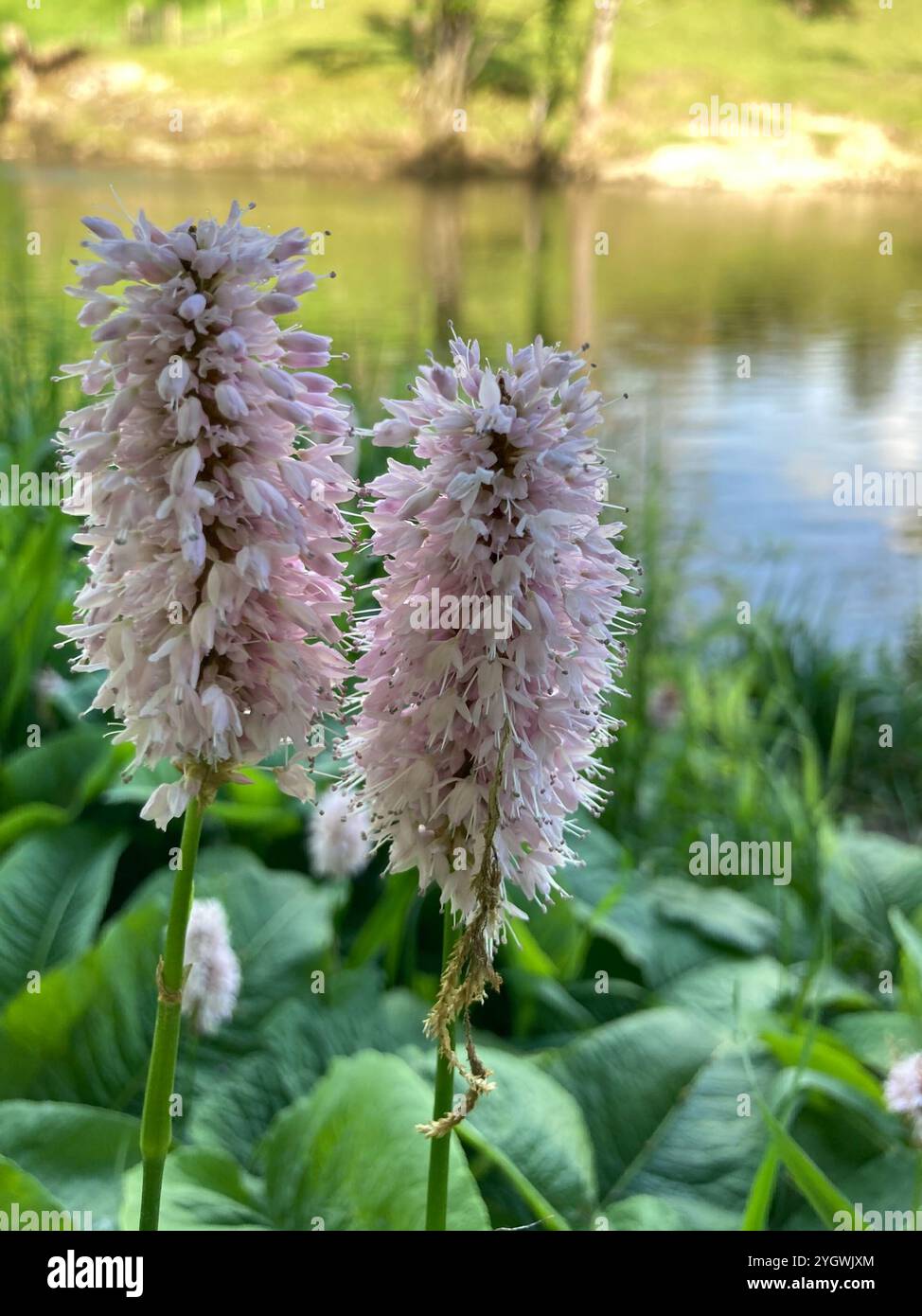 common bistort (Bistorta officinalis Stock Photo - Alamy