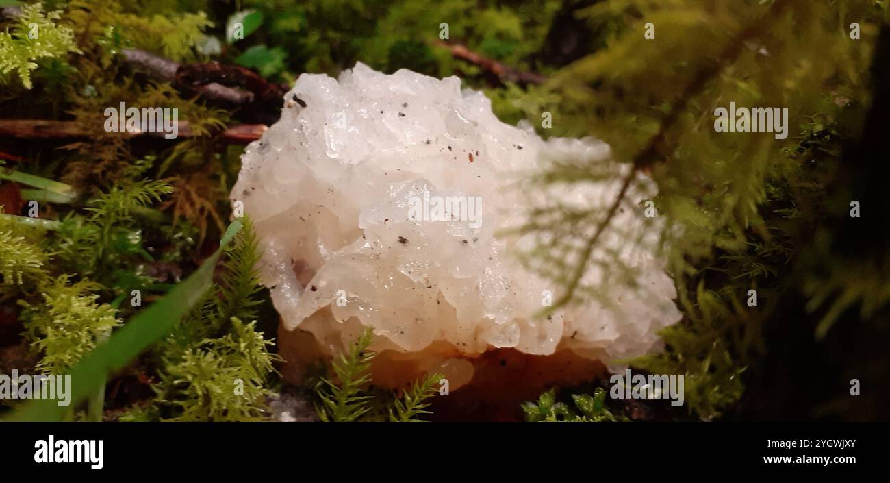 snow fungus (Tremella fuciformis Stock Photo - Alamy