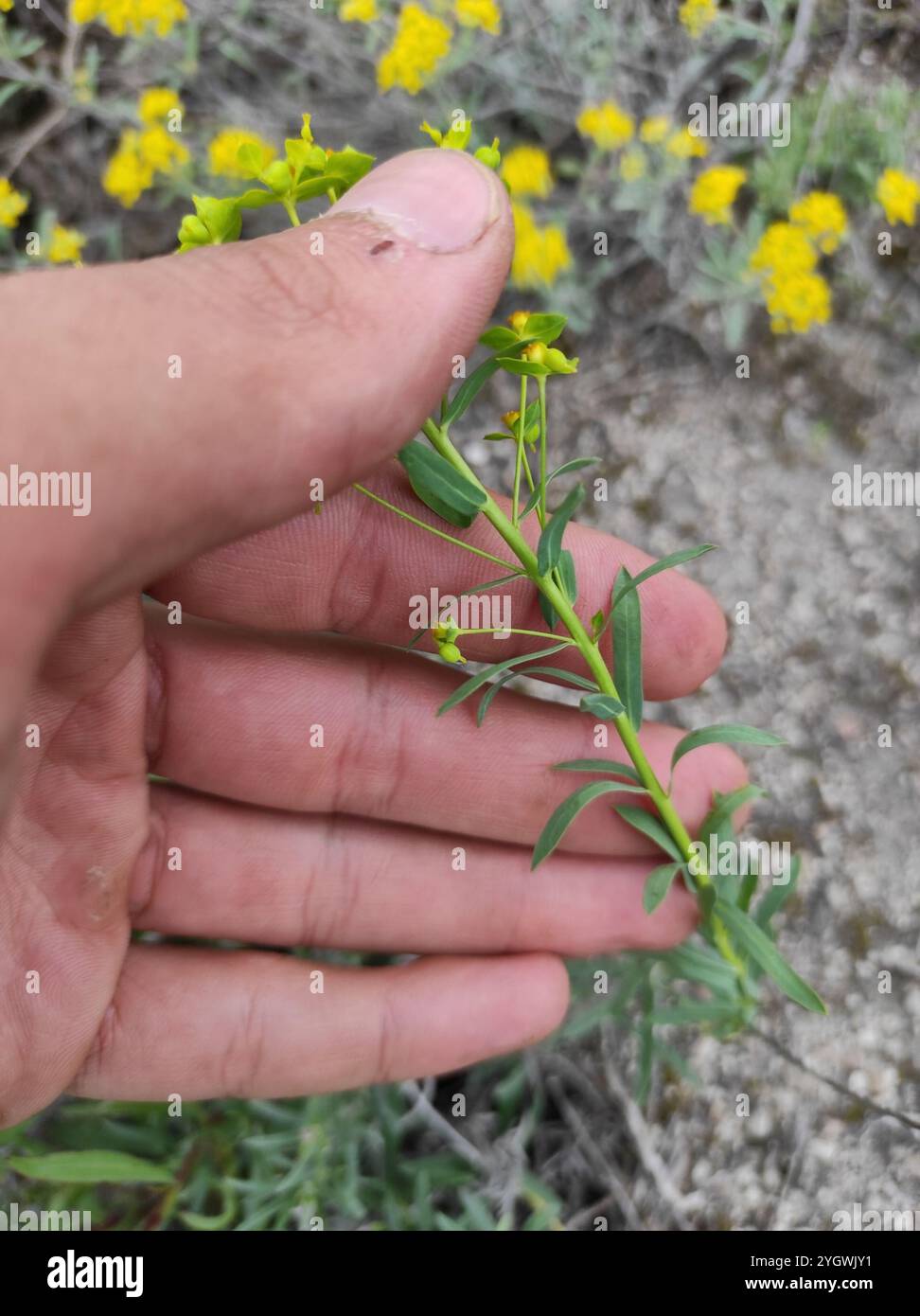 steppe spurge (Euphorbia seguieriana Stock Photo - Alamy