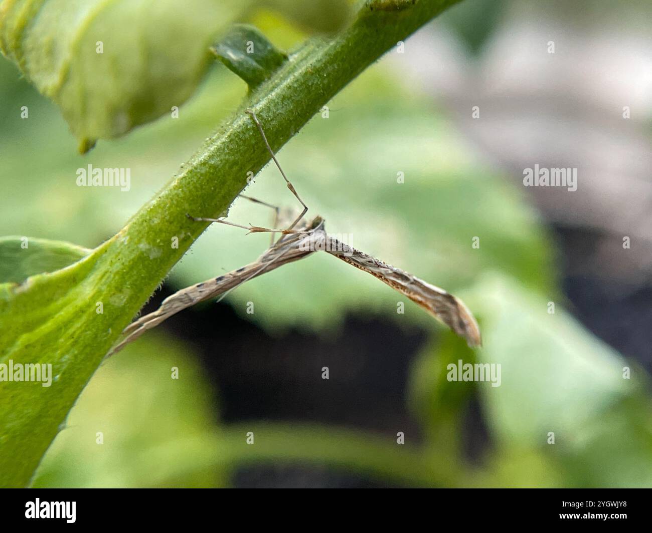 Morning-glory Plume Moth (Emmelina monodactyla Stock Photo - Alamy