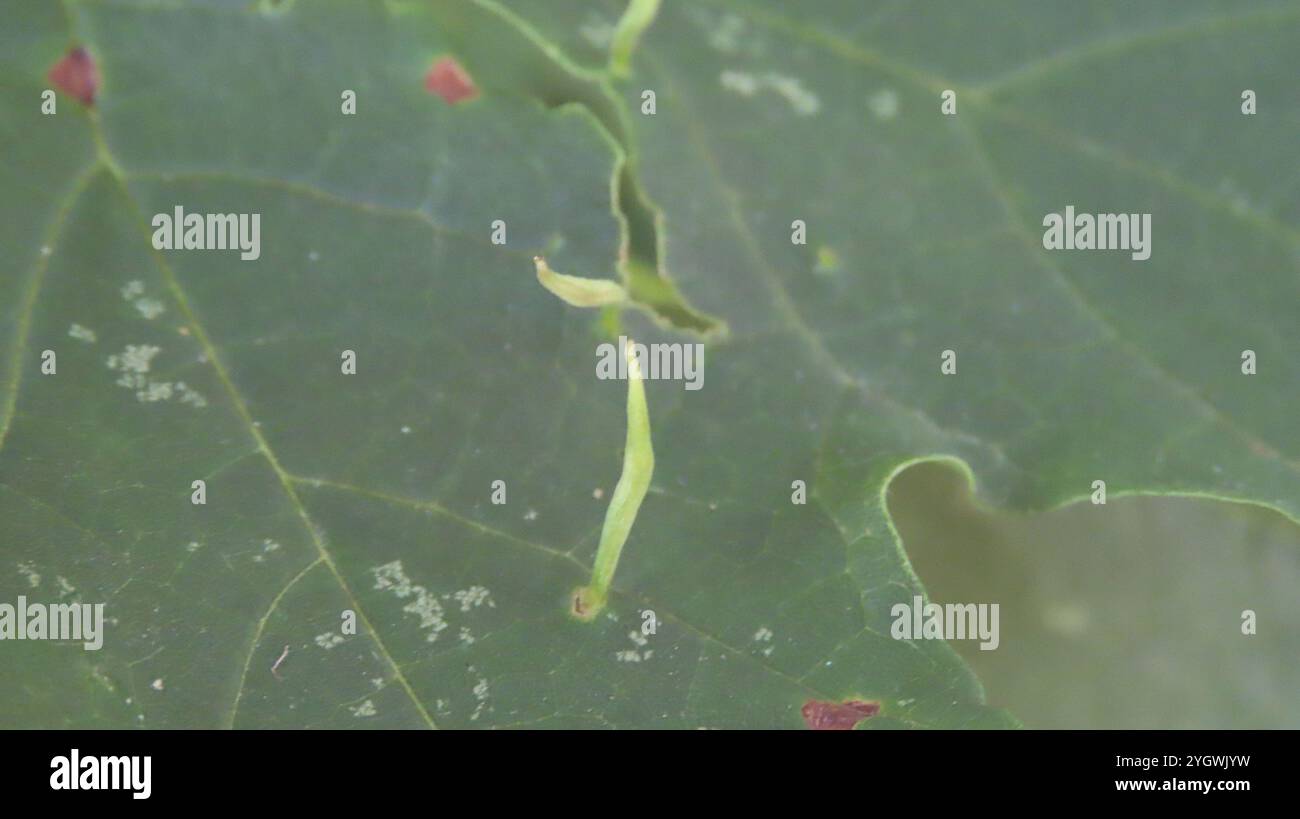 Maple Spindle Gall Mite (Vasates aceriscrumena Stock Photo - Alamy