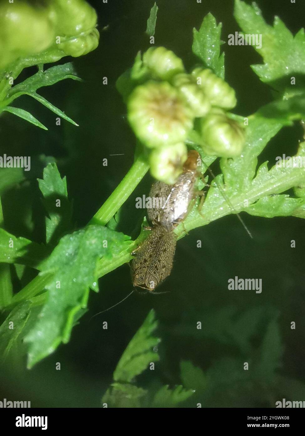 Dusky Cockroach (Ectobius lapponicus Stock Photo - Alamy