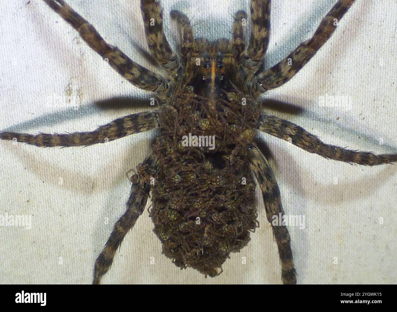 Georgia Wolf Spider (Tigrosa georgicola Stock Photo - Alamy