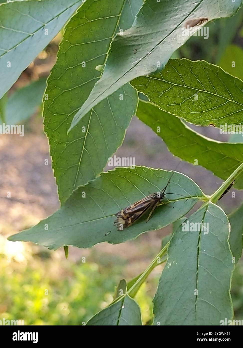 Zebra Caddisfly (Macrostemum zebratum Stock Photo - Alamy
