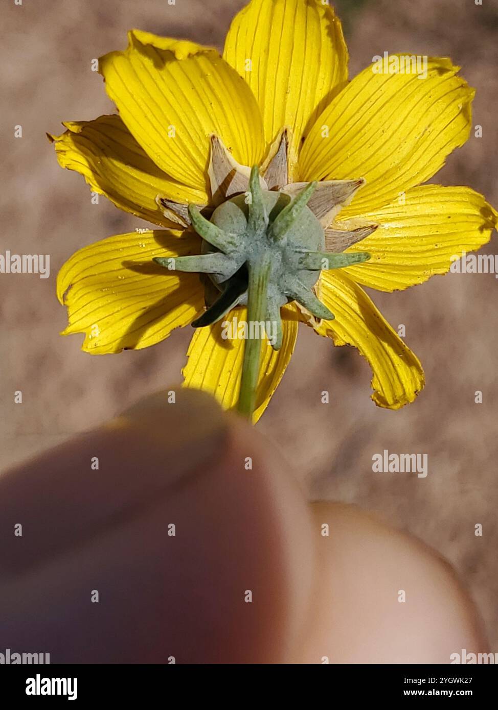 Thelesperma filifolium hi-res stock photography and images - Alamy