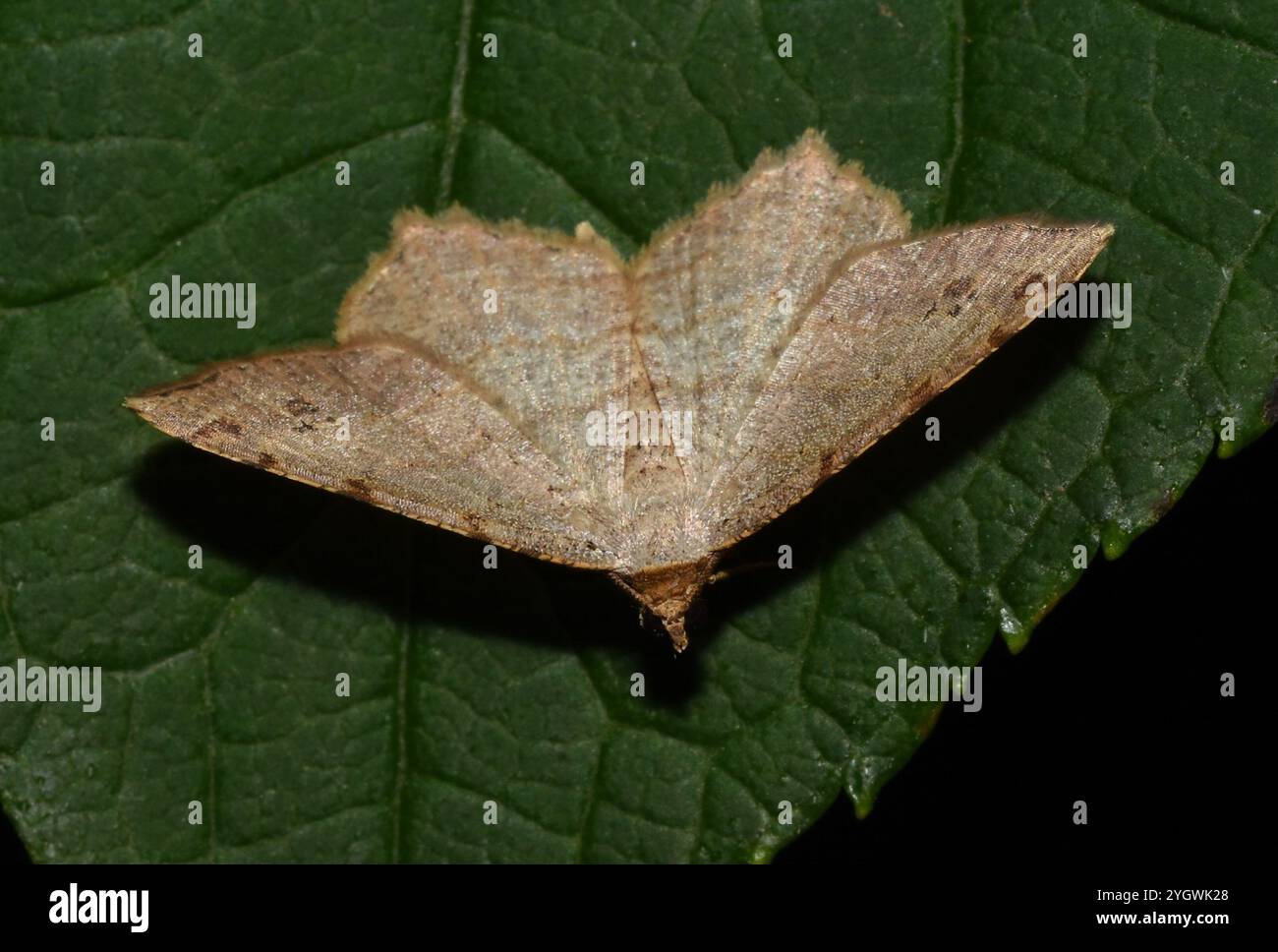Angle Moths and Allies (Macariini Stock Photo - Alamy