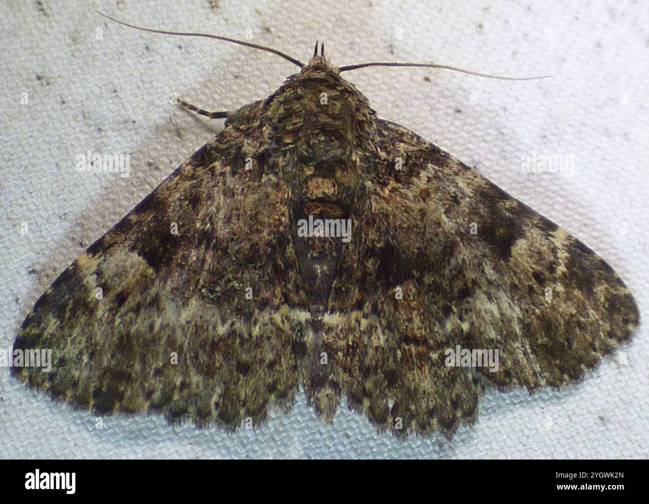 Common Fungus Moth (Metalectra discalis Stock Photo - Alamy