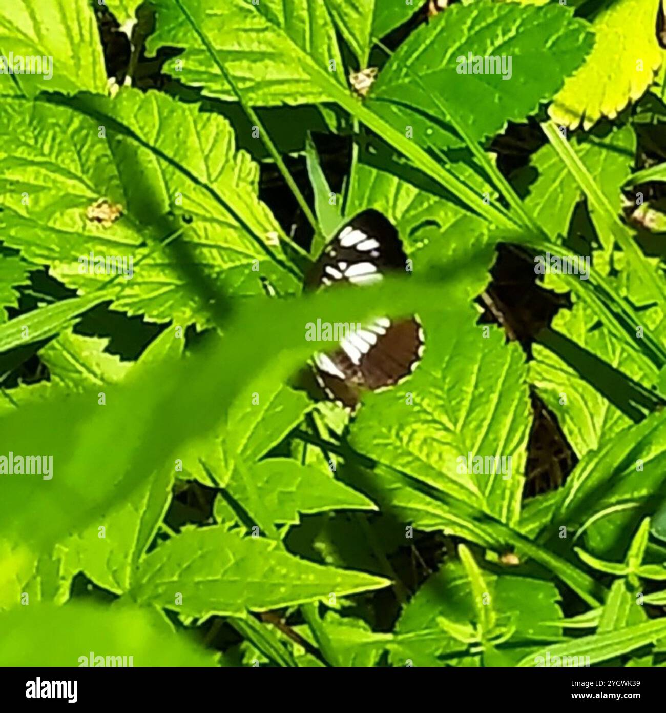 Neptis rivularis hi-res stock photography and images - Alamy