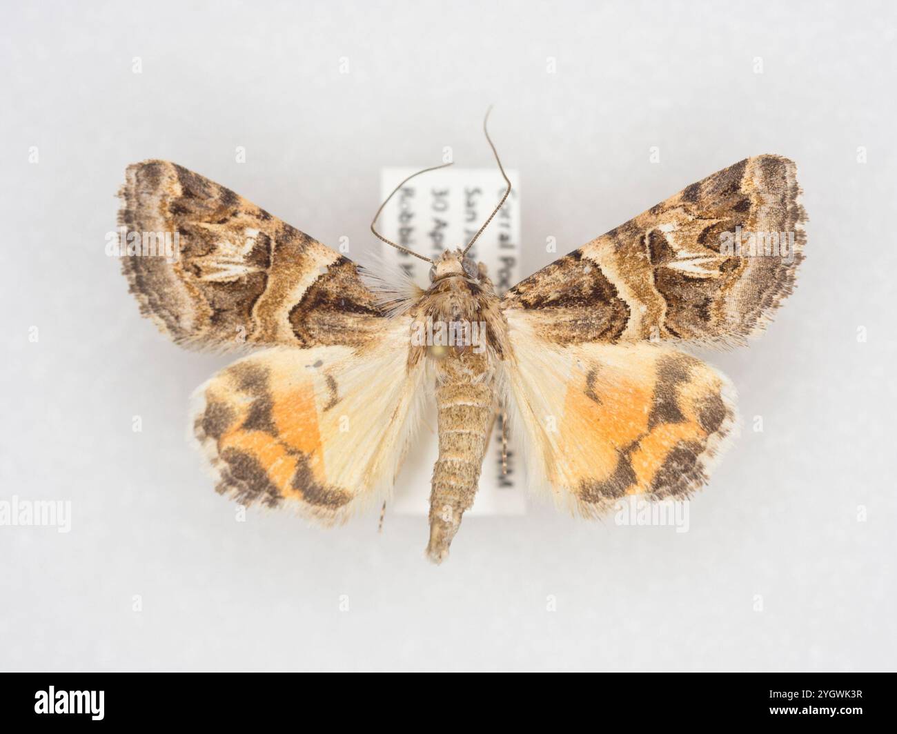 Mirifica hi-res stock photography and images - Alamy