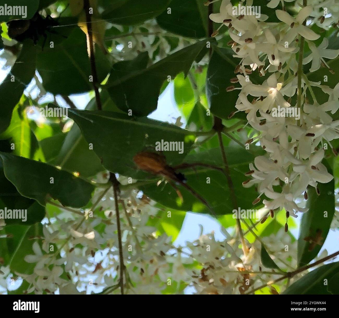 Walckenaer's Feather-legged Spider (Uloborus walckenaerius Stock Photo ...