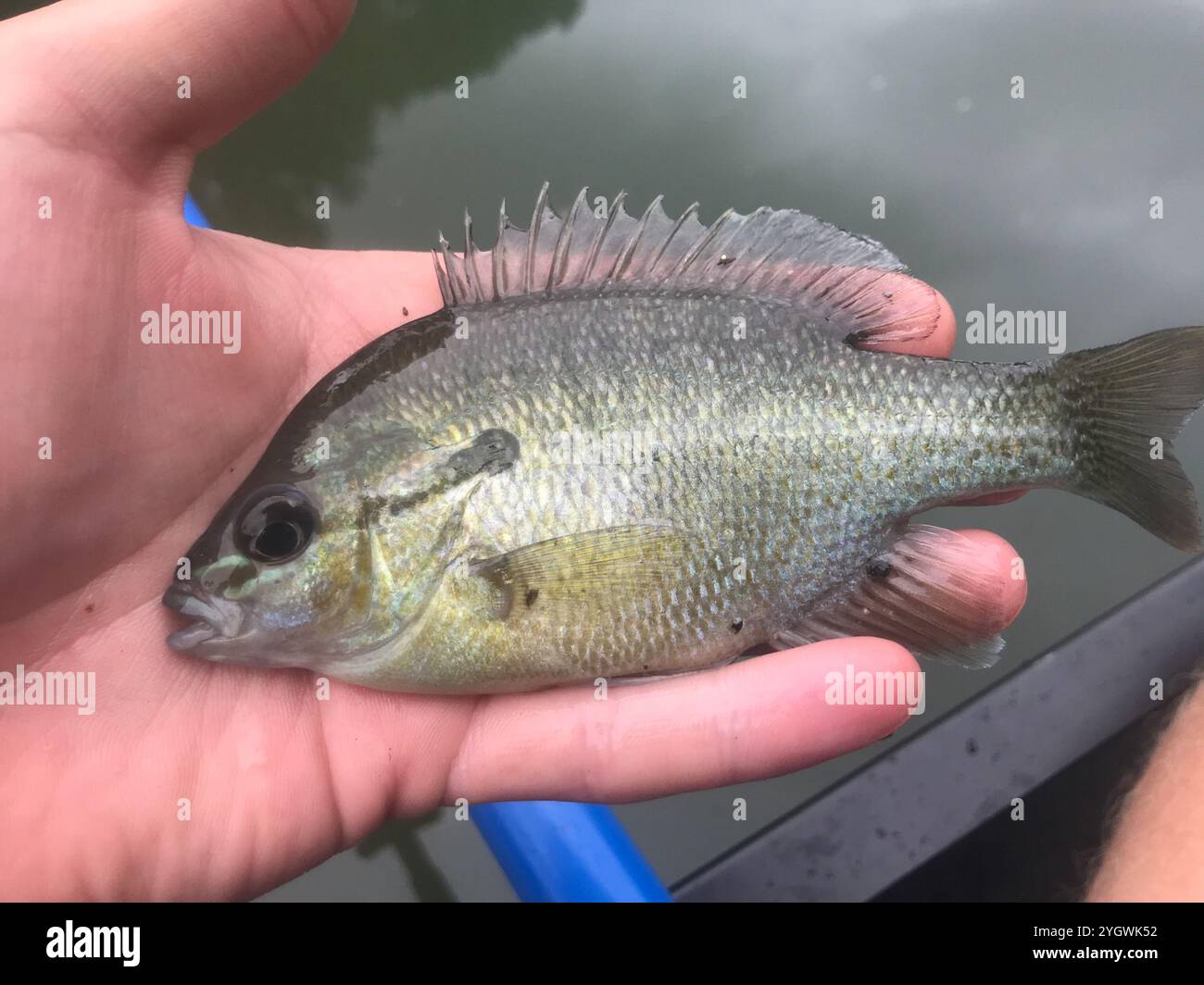 Redbreast Sunfish (Lepomis auritus Stock Photo - Alamy
