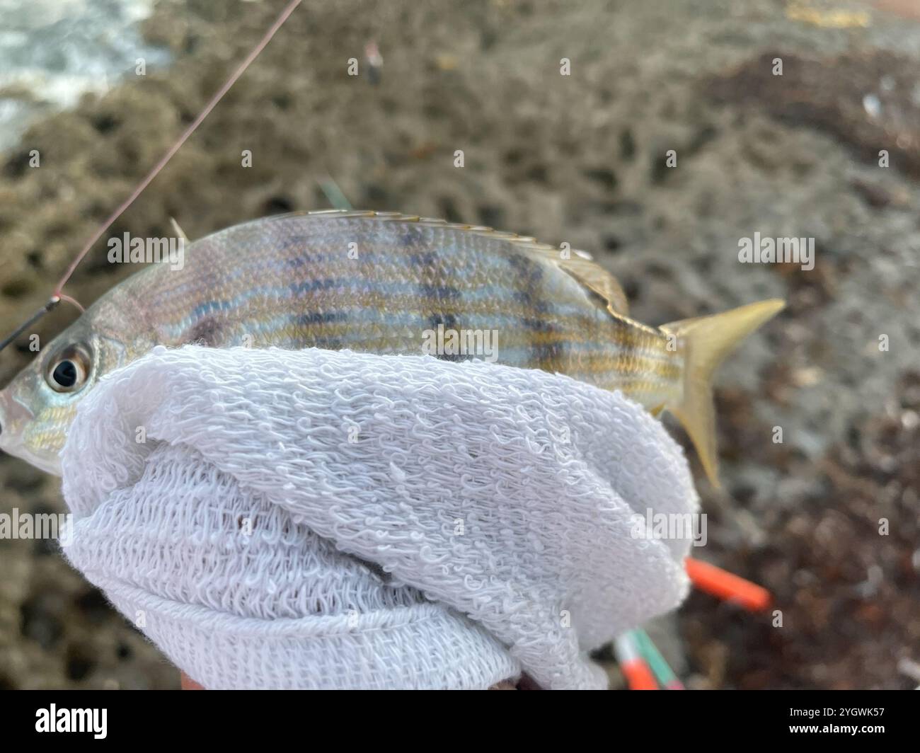 Pinfish (Lagodon rhomboides Stock Photo - Alamy