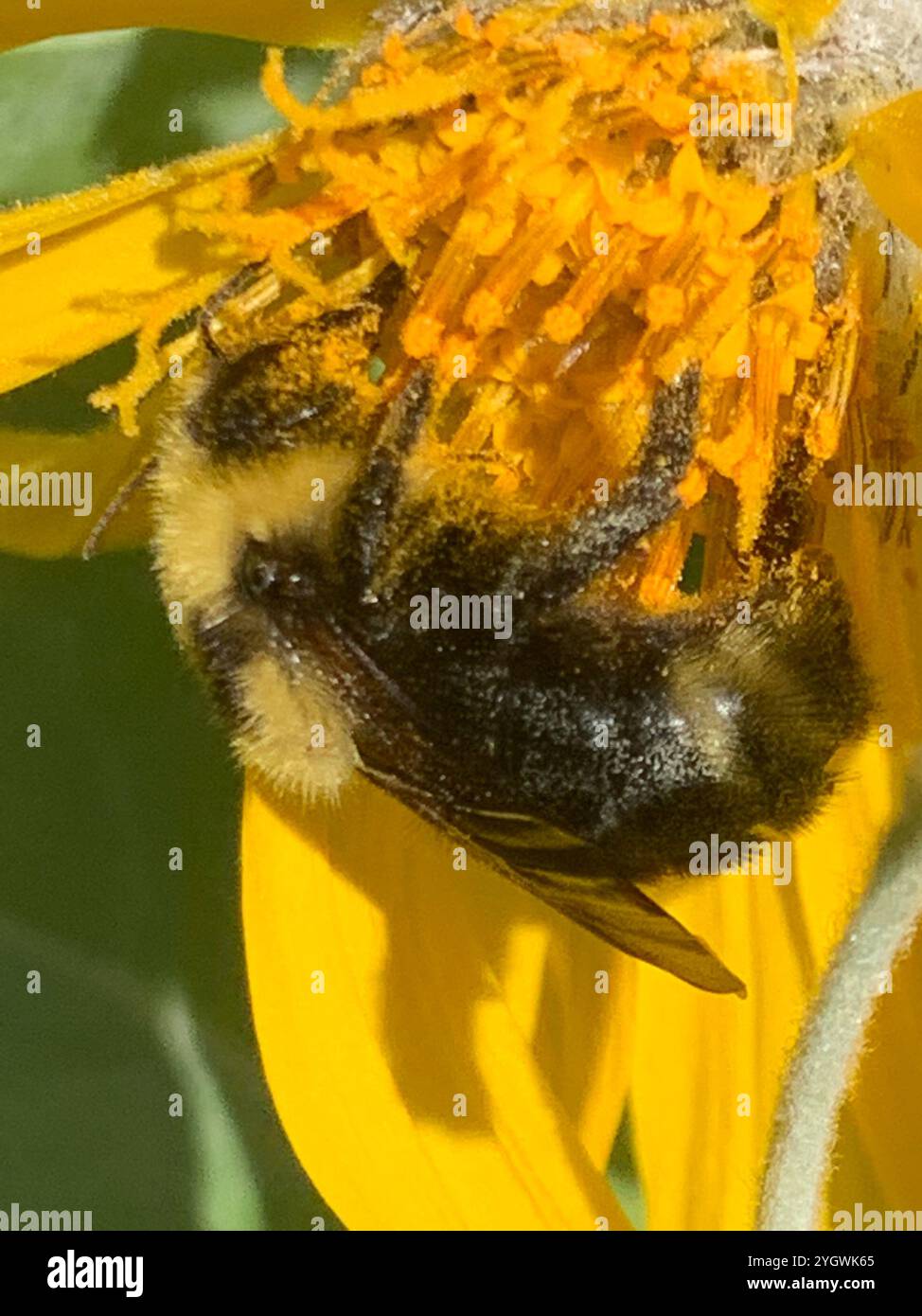 Bombus insularis hi-res stock photography and images - Alamy