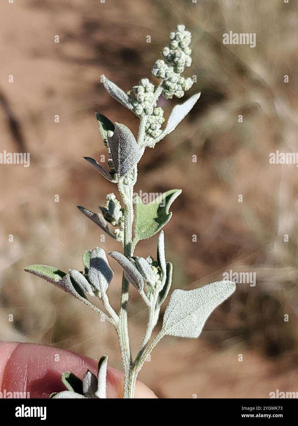 Chenopodioideae subfamily hi-res stock photography and images - Alamy