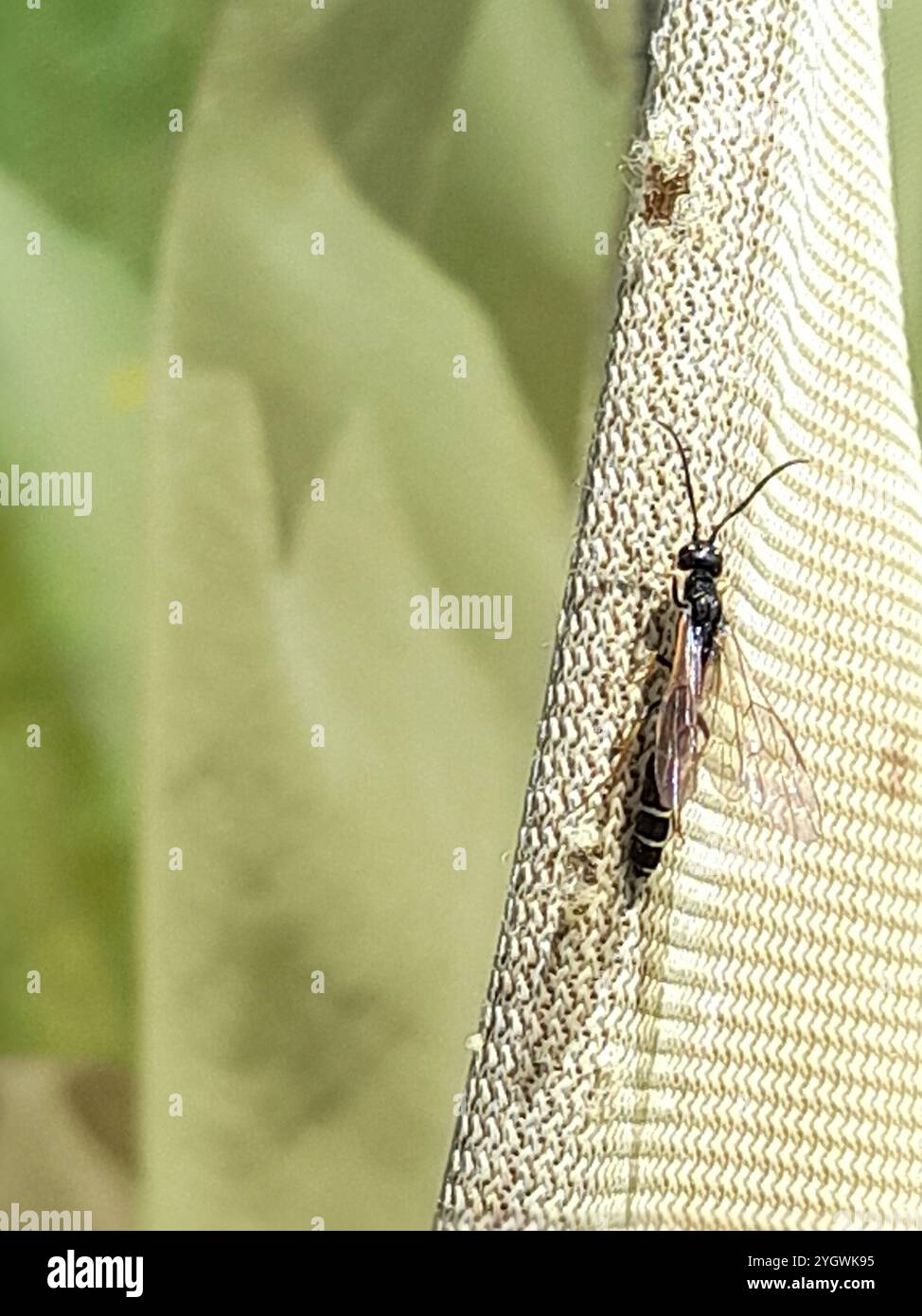 Stem Sawflies (Cephidae Stock Photo - Alamy