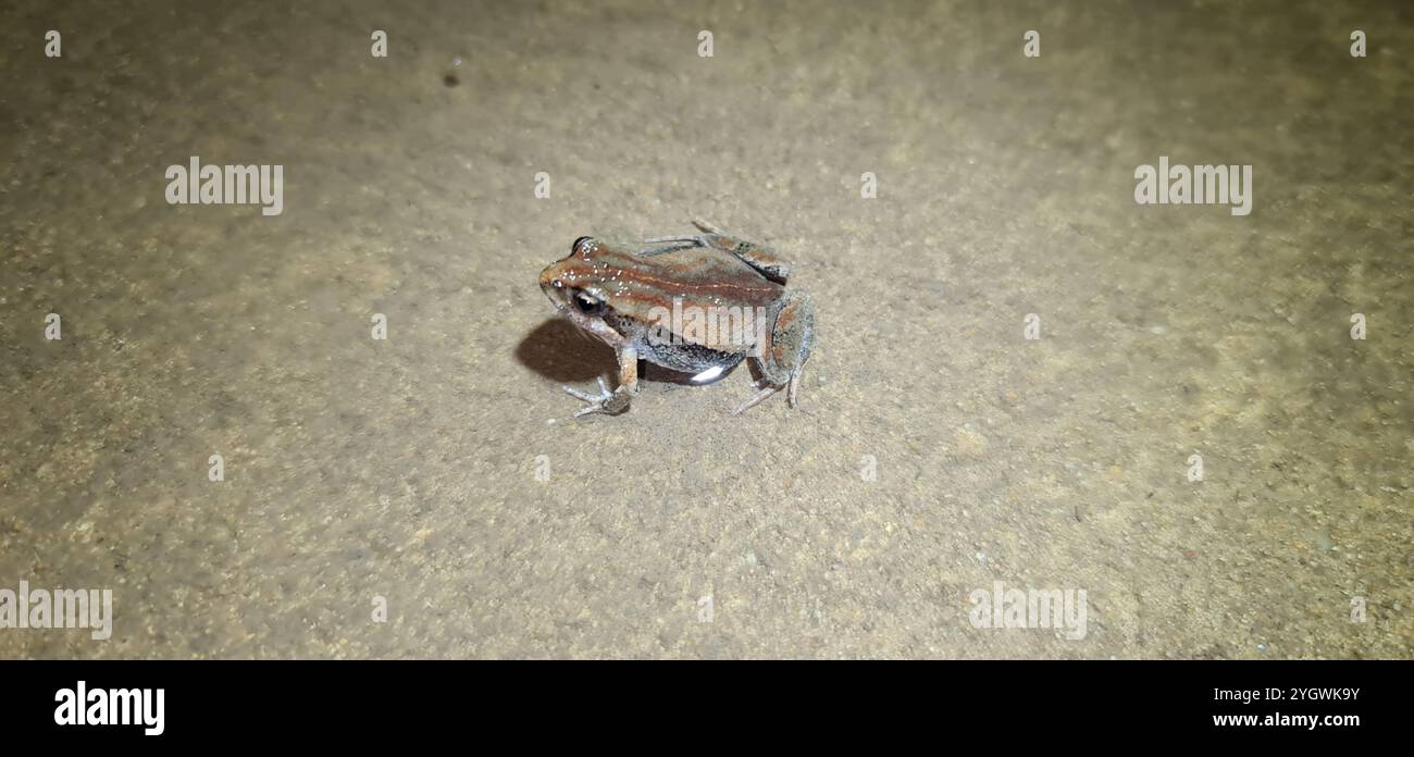 Common Eastern Froglet (Crinia signifera Stock Photo - Alamy