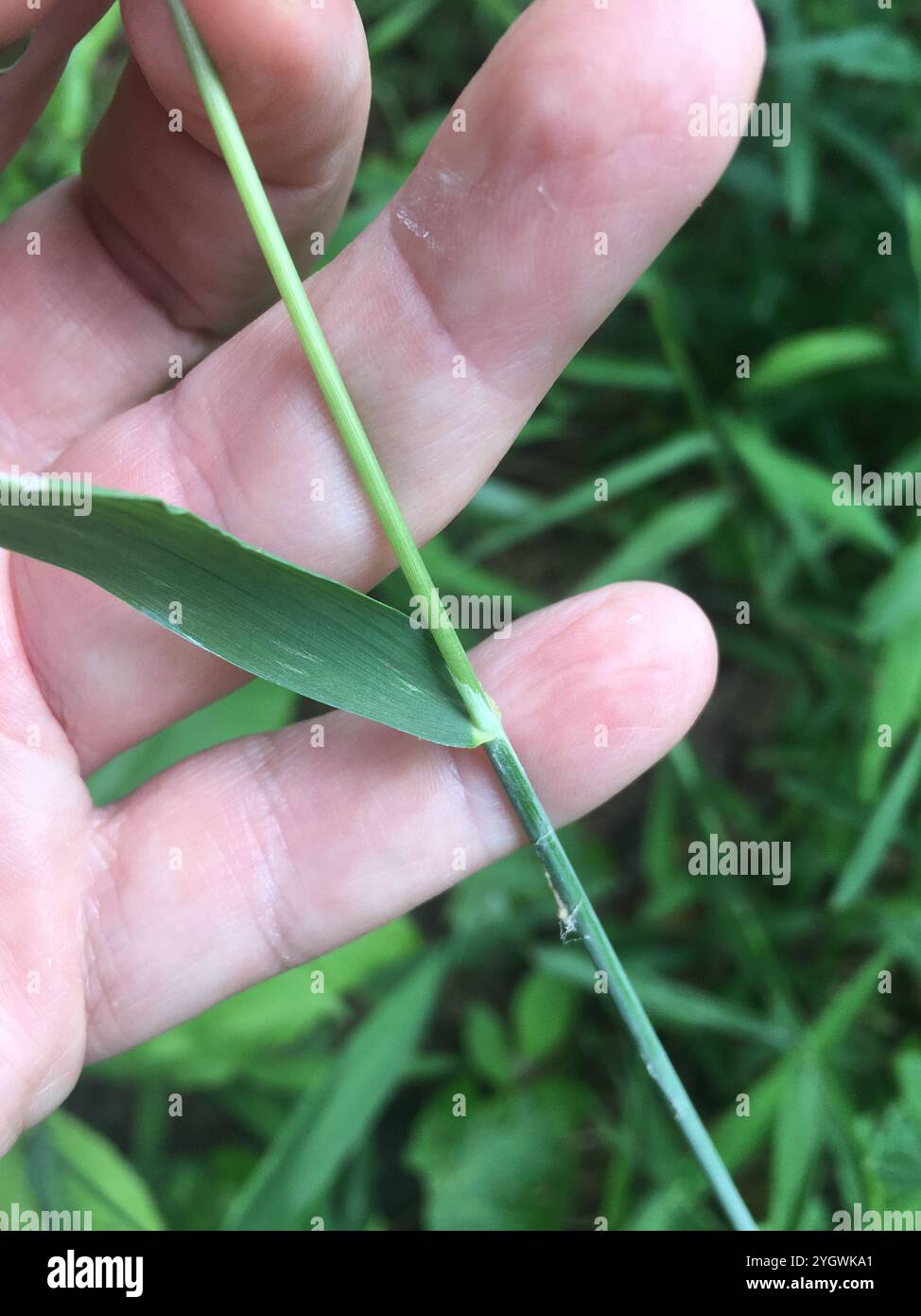 Wood Millet (Milium effusum Stock Photo - Alamy