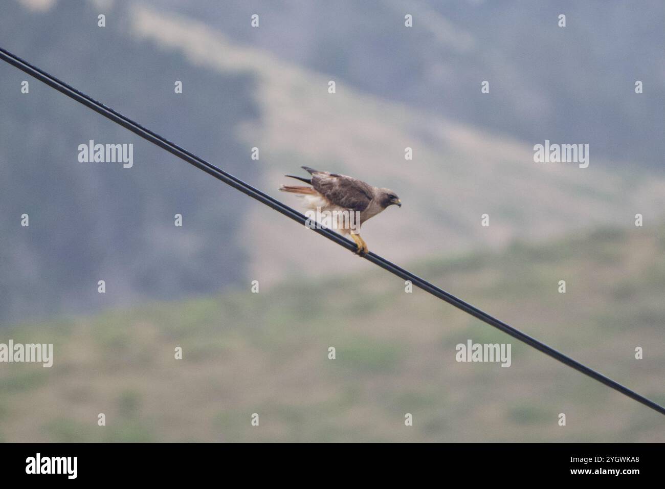 Western Red-tailed Hawk (Buteo jamaicensis calurus Stock Photo - Alamy
