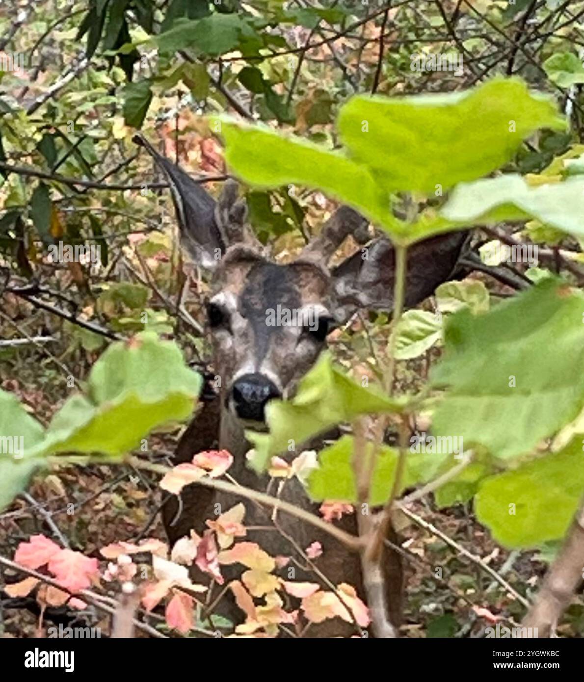 Columbian Black-tailed Deer (Odocoileus hemionus columbianus Stock ...