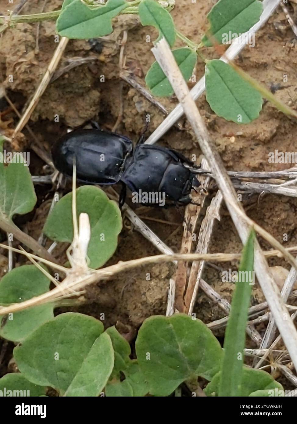 Warrior Beetles (Pasimachus Stock Photo - Alamy