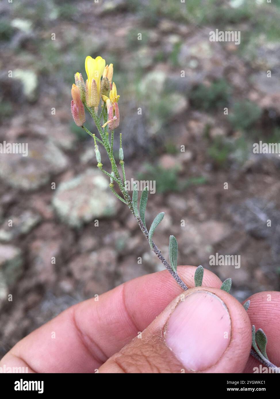 Mountain Bladderpod (Physaria montana Stock Photo - Alamy