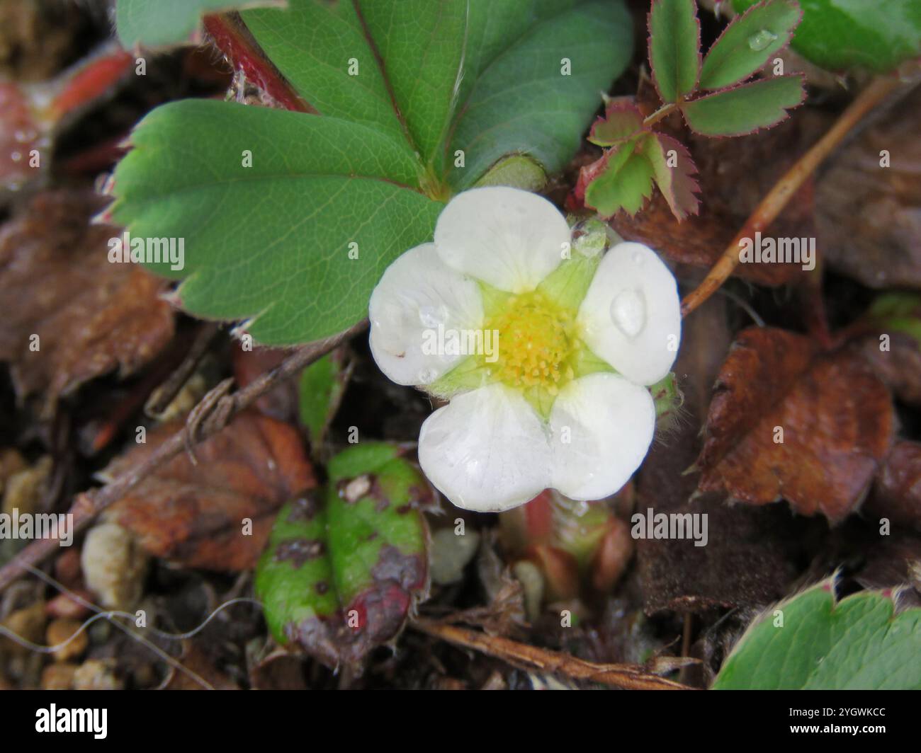 beach strawberry (Fragaria chiloensis Stock Photo - Alamy