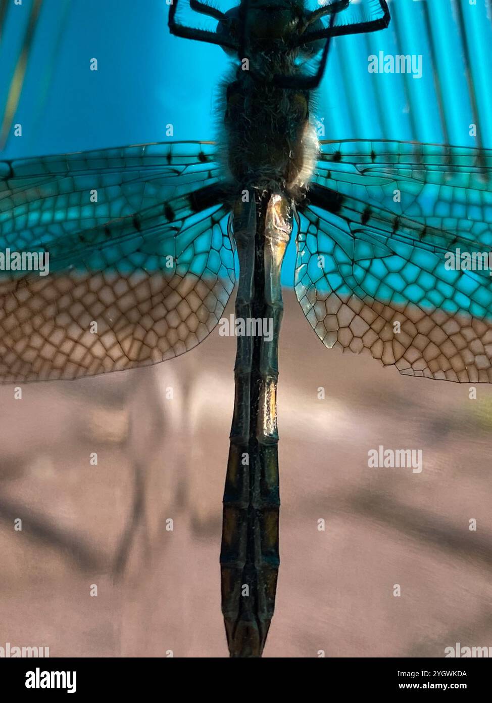 Beaverpond Baskettail (Epitheca canis Stock Photo - Alamy