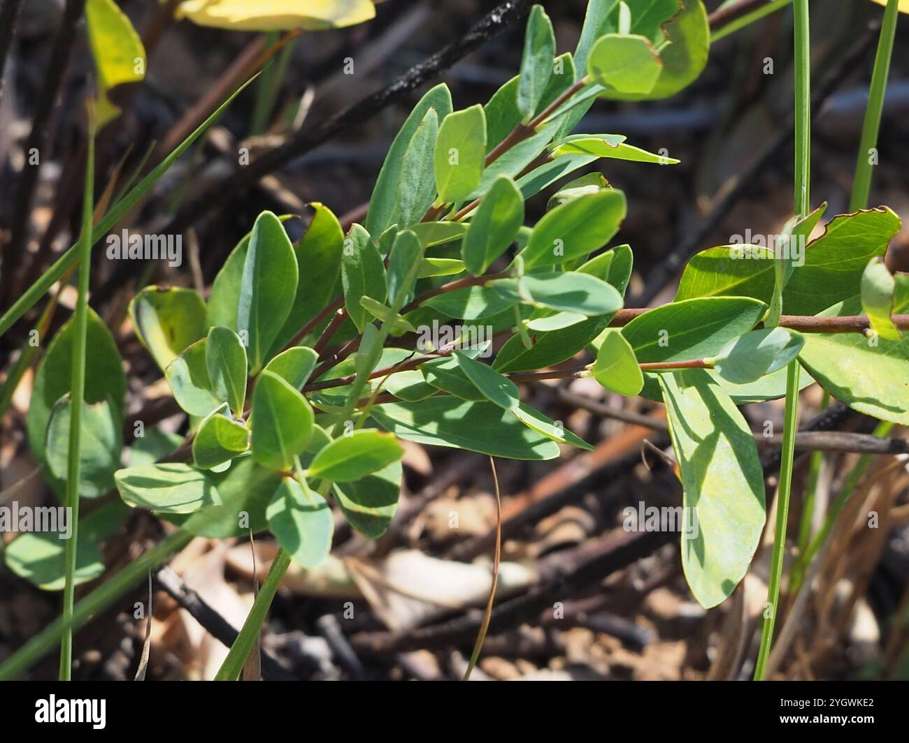 Bootlace Plant (Wikstroemia indica Stock Photo - Alamy