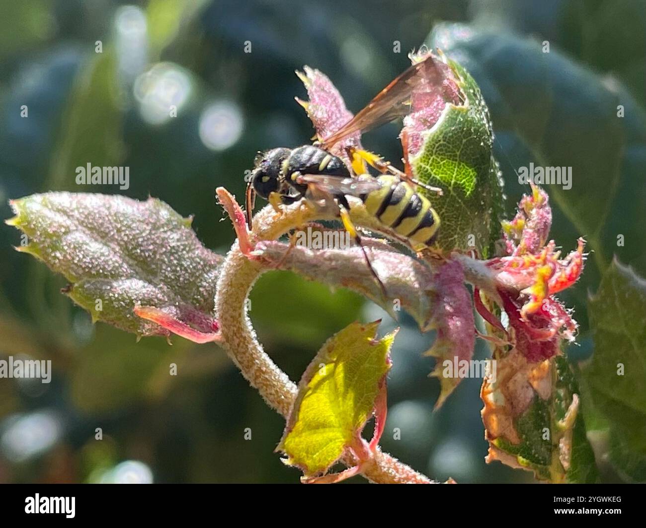Typical Weevil Wasps and Allies (Cerceris Stock Photo - Alamy