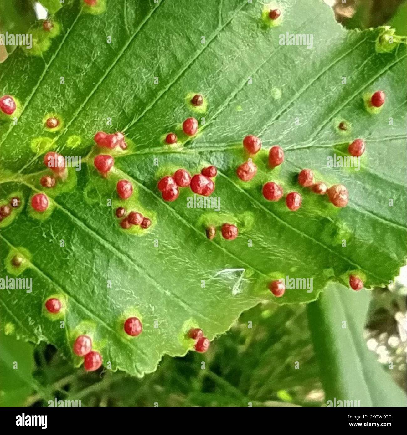 Gall and Rust Mites (Eriophyidae Stock Photo - Alamy