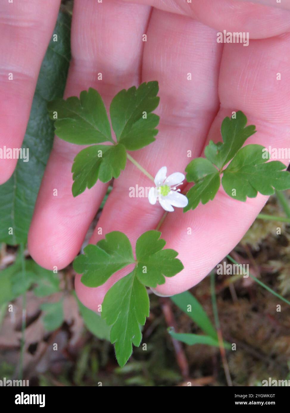 Gray's anemone (Anemonoides grayi Stock Photo - Alamy