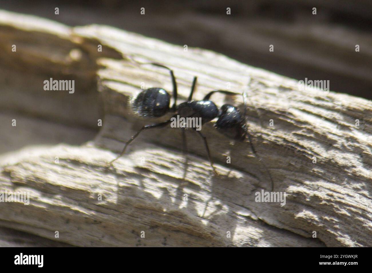 Hairy Smooth Carpenter Ant (Camponotus laevissimus Stock Photo - Alamy