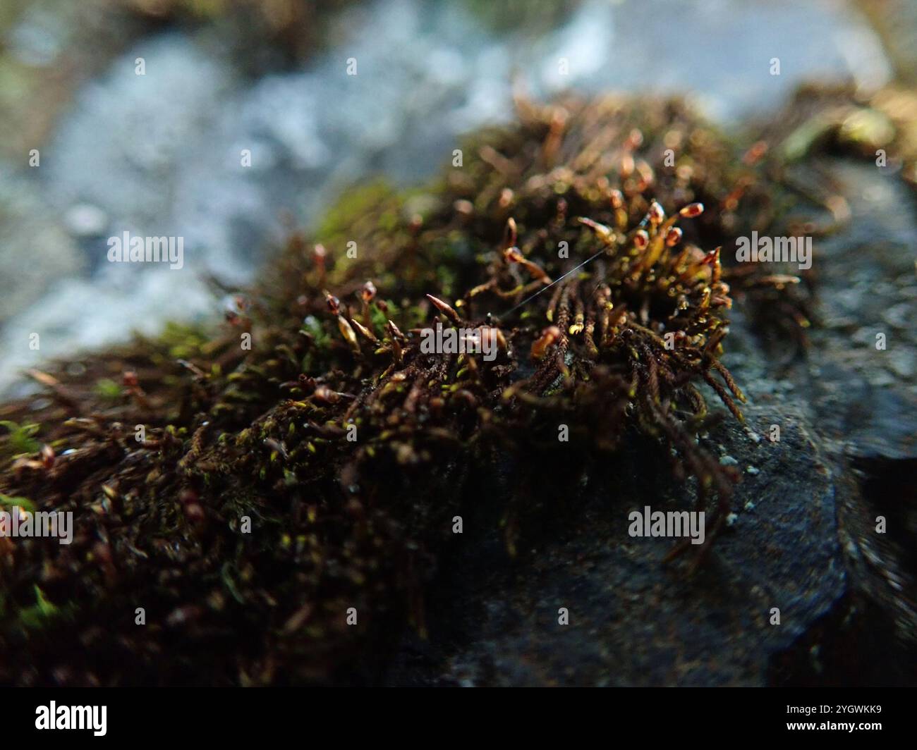 Andreaea rupestris hi-res stock photography and images - Alamy