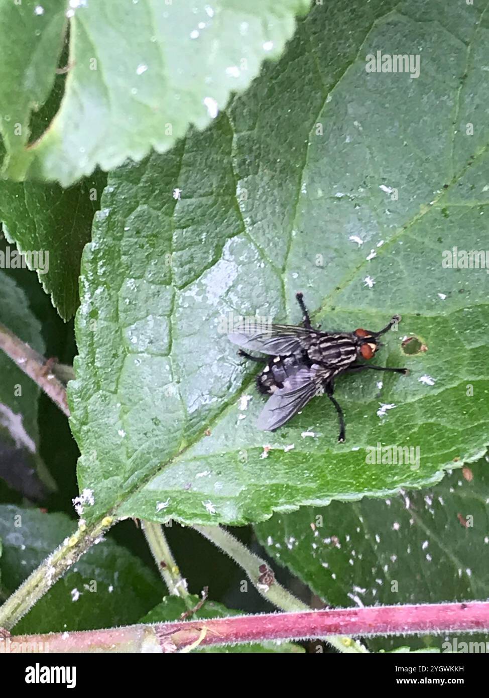 Common Flesh Flies (Sarcophaga Stock Photo - Alamy