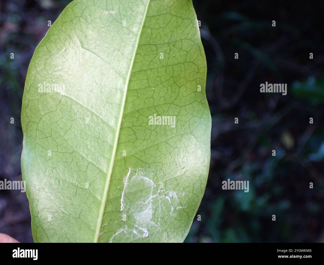 Ironwood (Olea capensis macrocarpa Stock Photo - Alamy