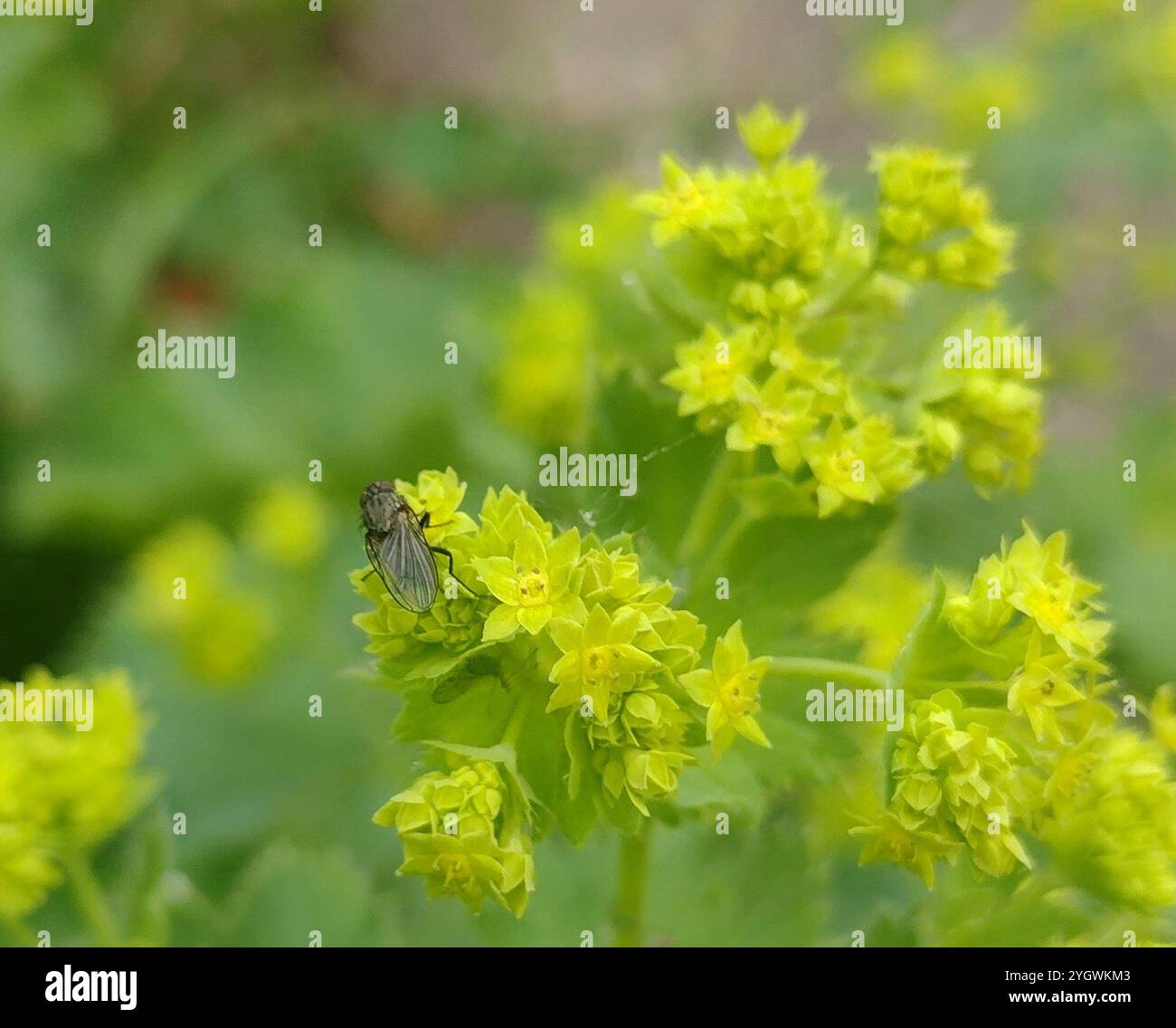 Root-maggot Flies (Anthomyiidae Stock Photo - Alamy