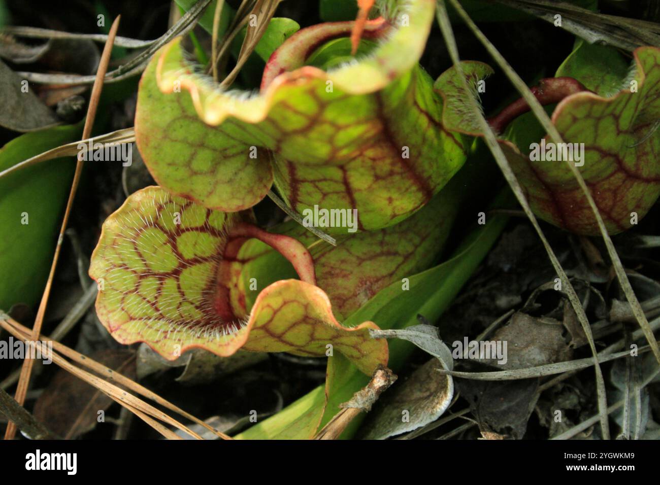 Southern Purple Pitcher Plant (Sarracenia purpurea venosa Stock Photo ...