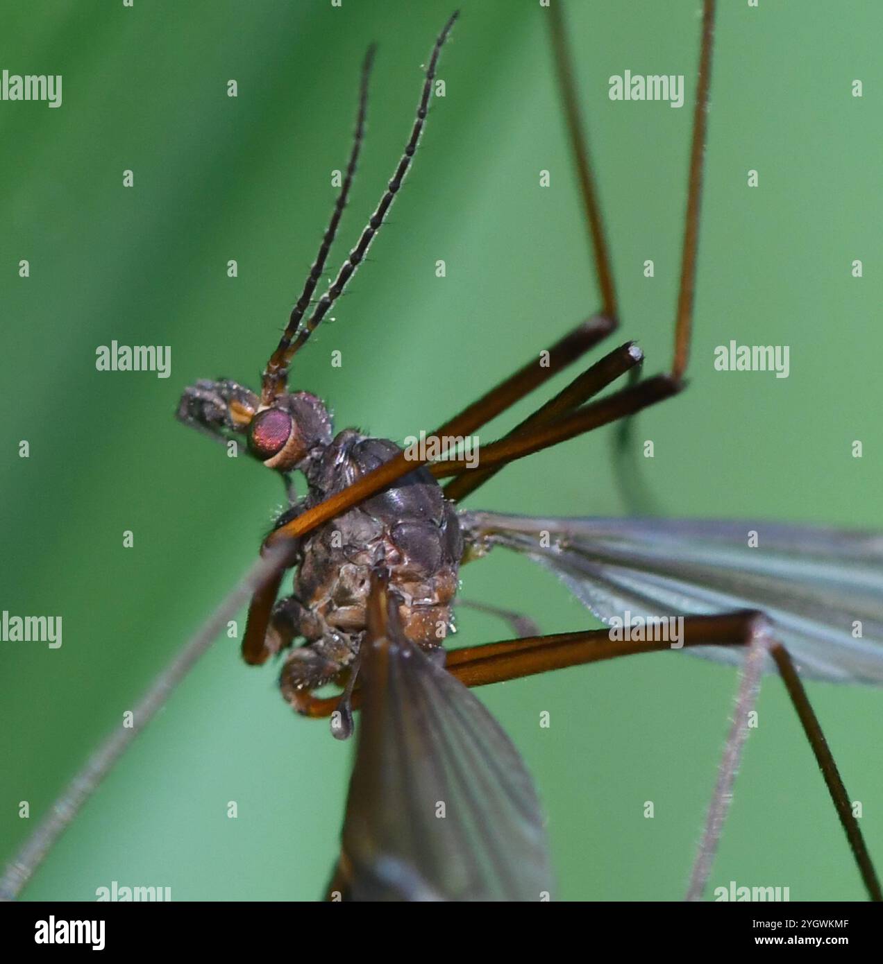 Common Crane Flies (Tipula Stock Photo - Alamy