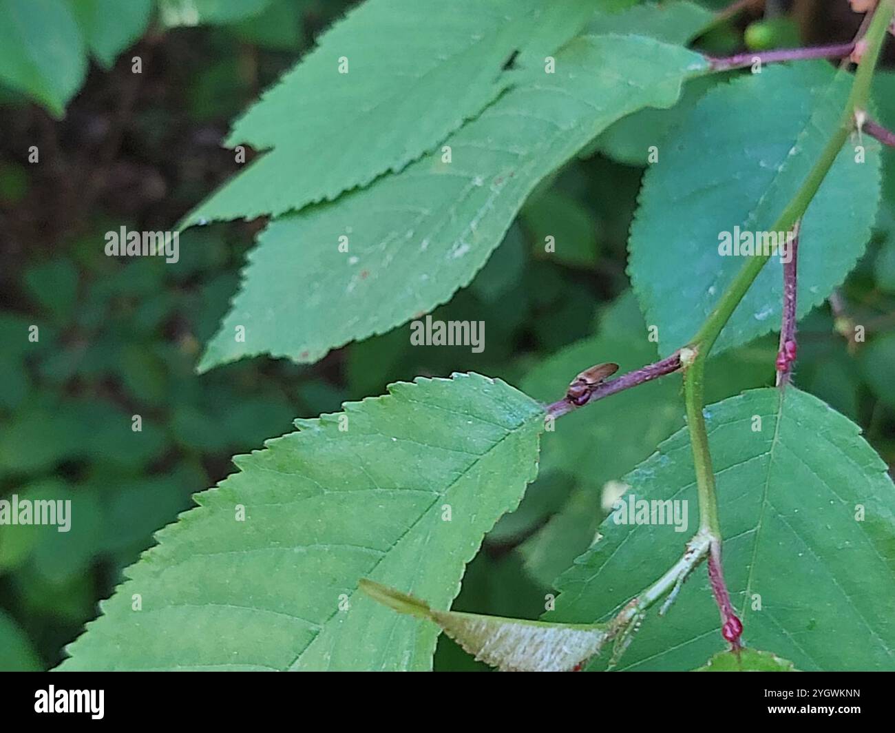 Click Beetles (Elateridae Stock Photo - Alamy