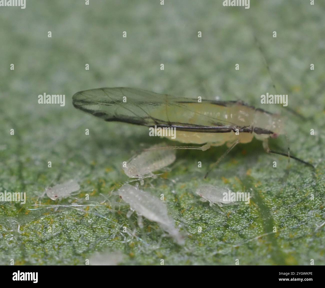 Black-bordered oak aphid (Lineomyzocallis walshii Stock Photo - Alamy