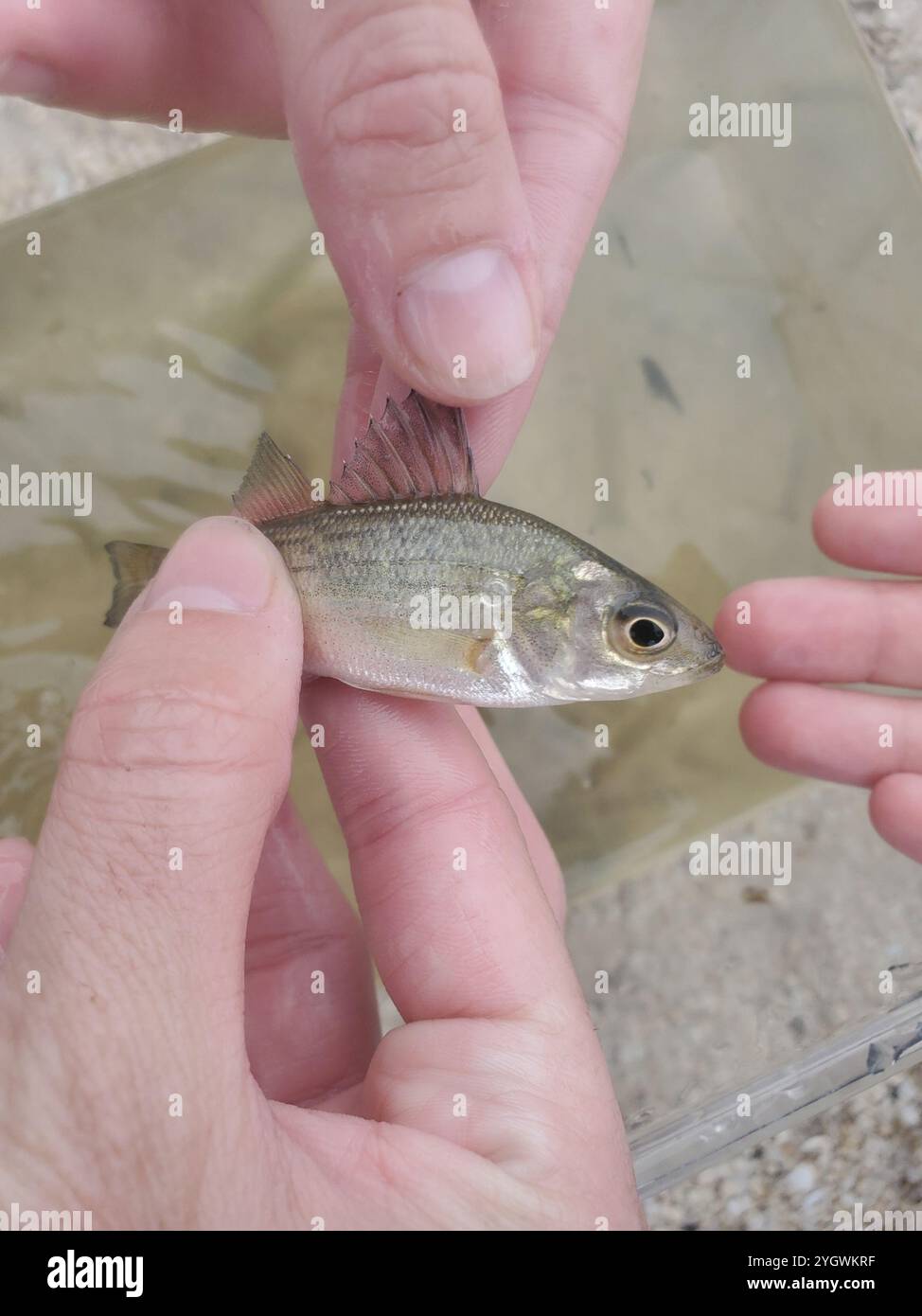 White Perch (Morone americana Stock Photo - Alamy