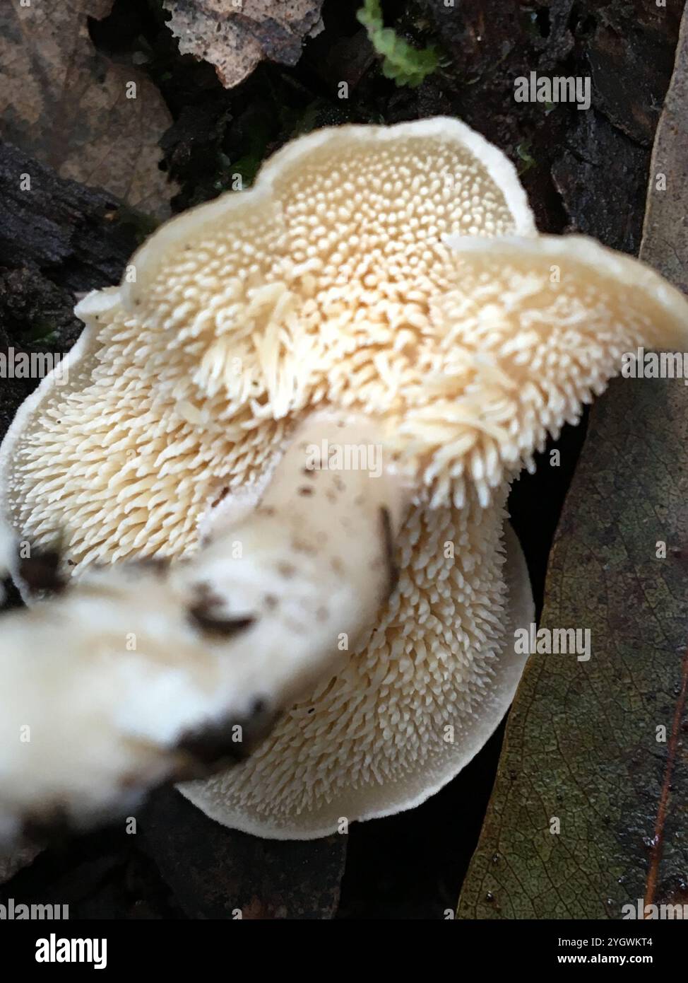 Wood Hedgehog (Hydnum repandum Stock Photo - Alamy